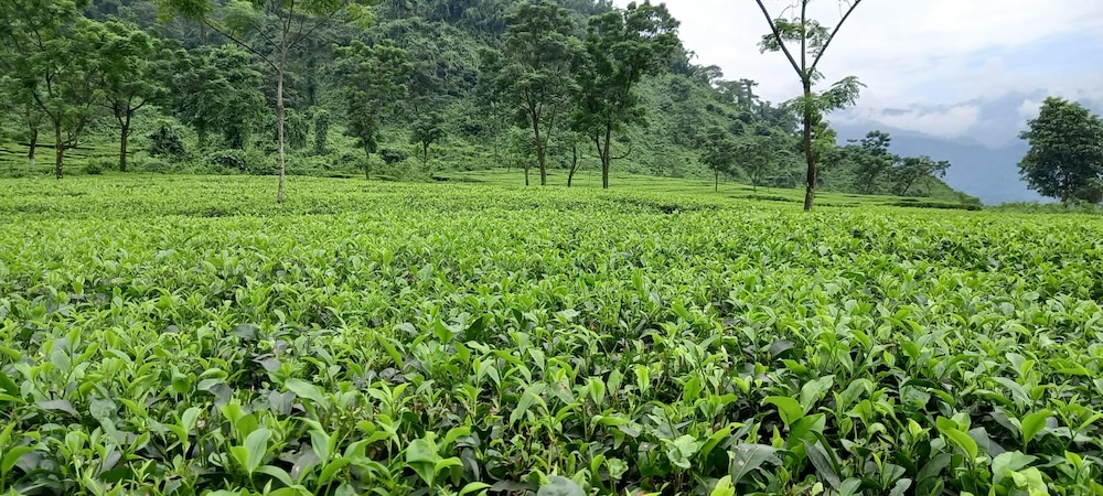 Upper Fagu Tea Estate